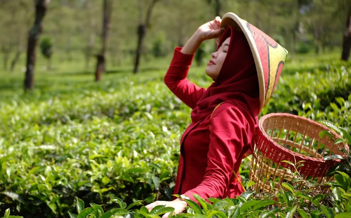 Wisata Kebun Teh Wonosari: Lokasi, Tiket Masuk & Fasilitas